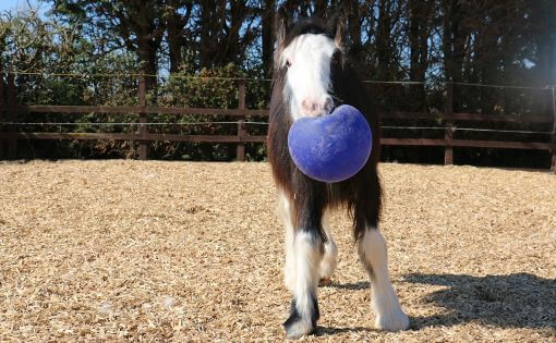 Summer draw prize winners announced! | Redwings Horse Sanctuary