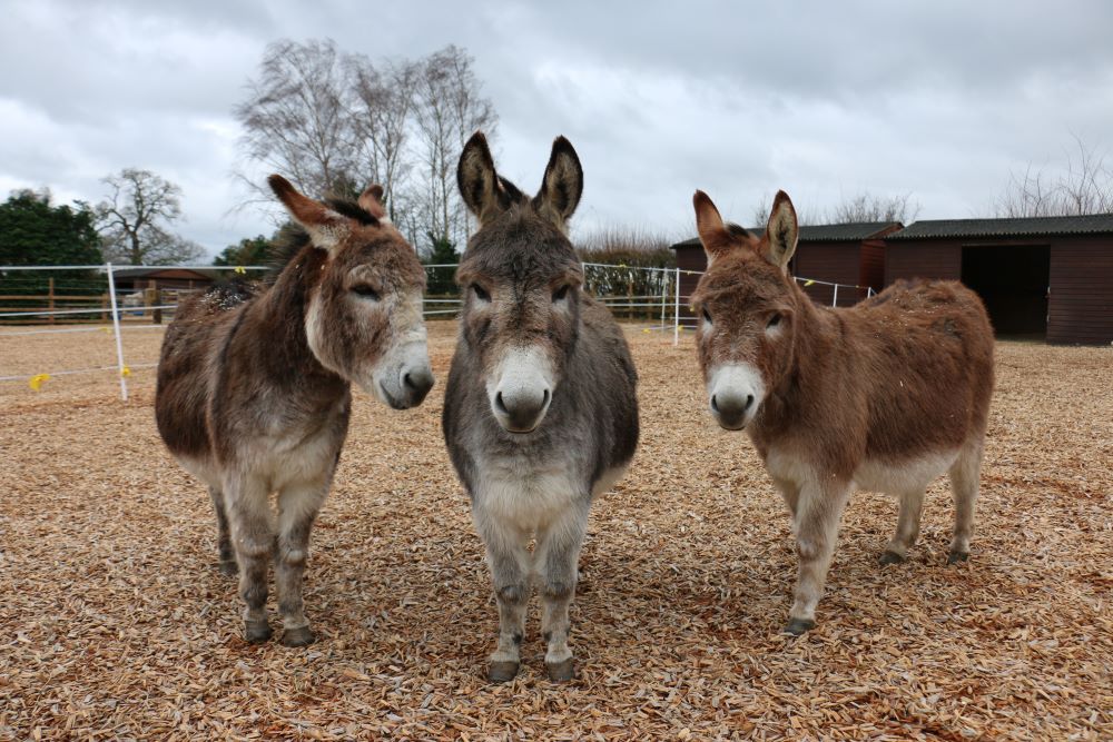 Say hello to the mini donks! | Redwings Horse Sanctuary