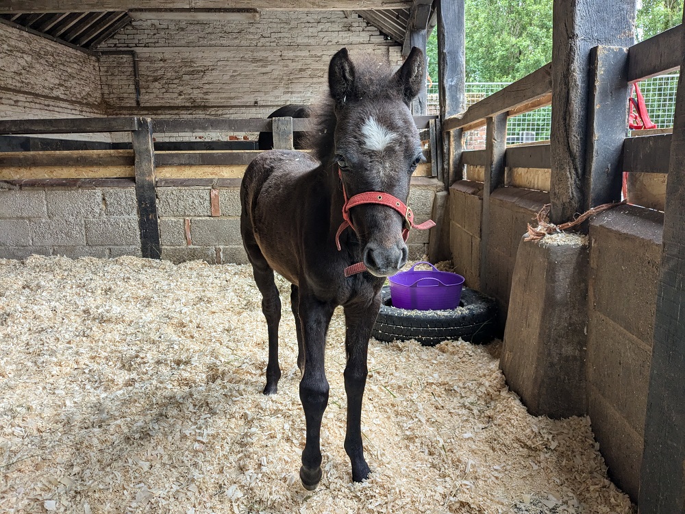 Orphan foal given new home at Redwings | Redwings Horse Sanctuary