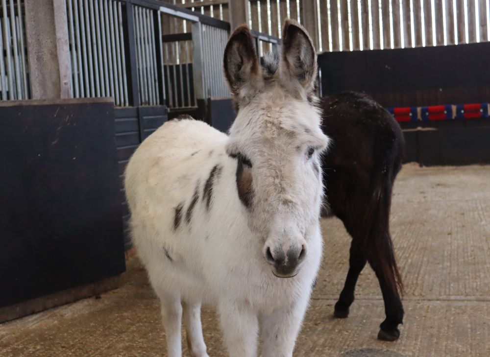 Get ready to party with Adoption Star donkey Dotty! | Redwings Horse ...