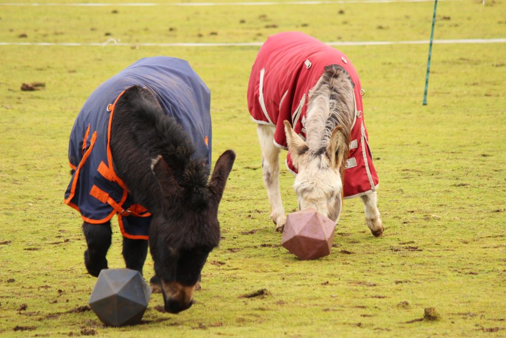 Send rescued horses and donkeys a gift from their Wishlists! | Redwings ...