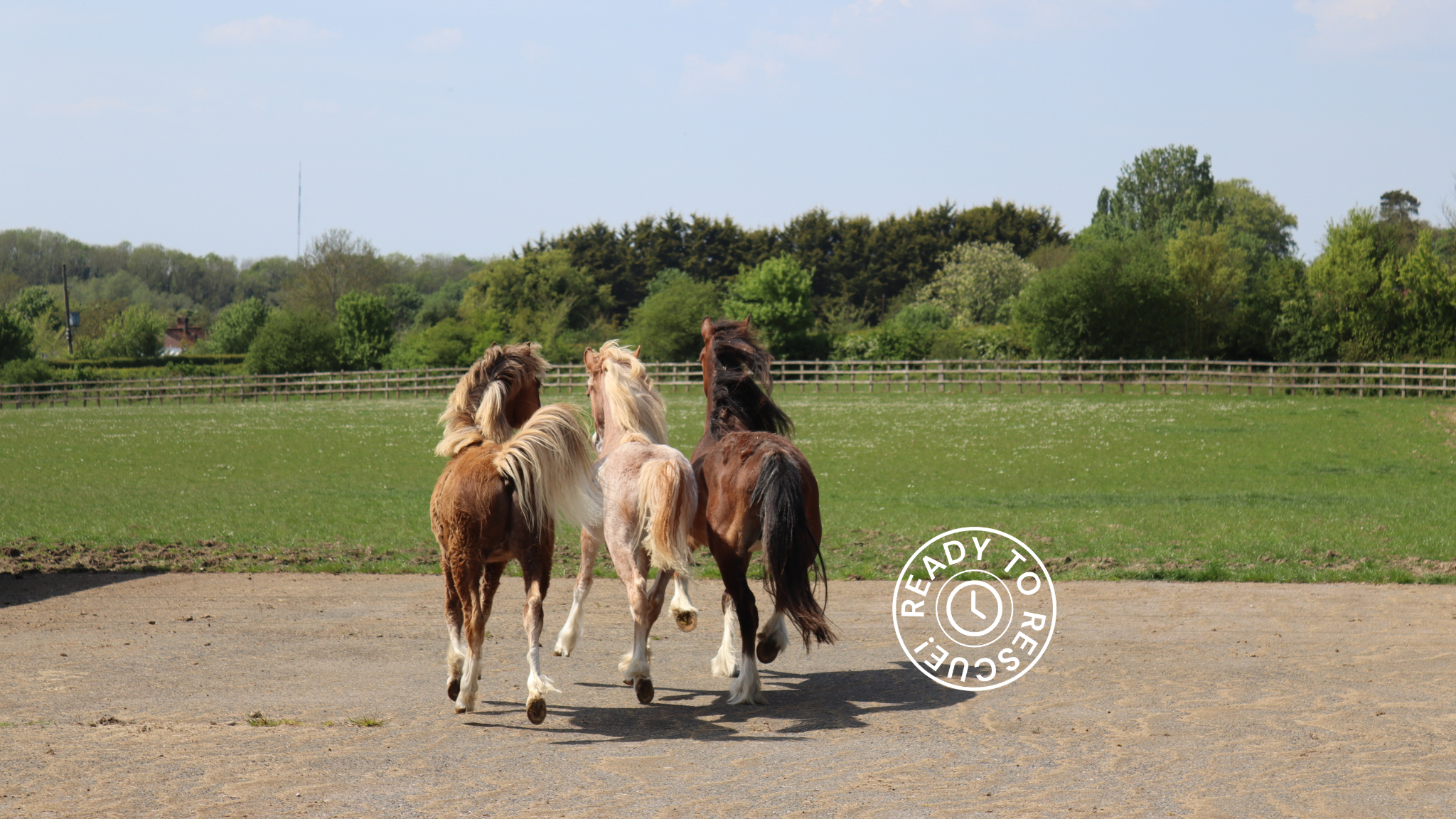 Four ponies who needed help have secure future because of you