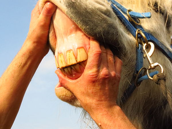 Teeth care: The daily grind | Redwings Horse Sanctuary