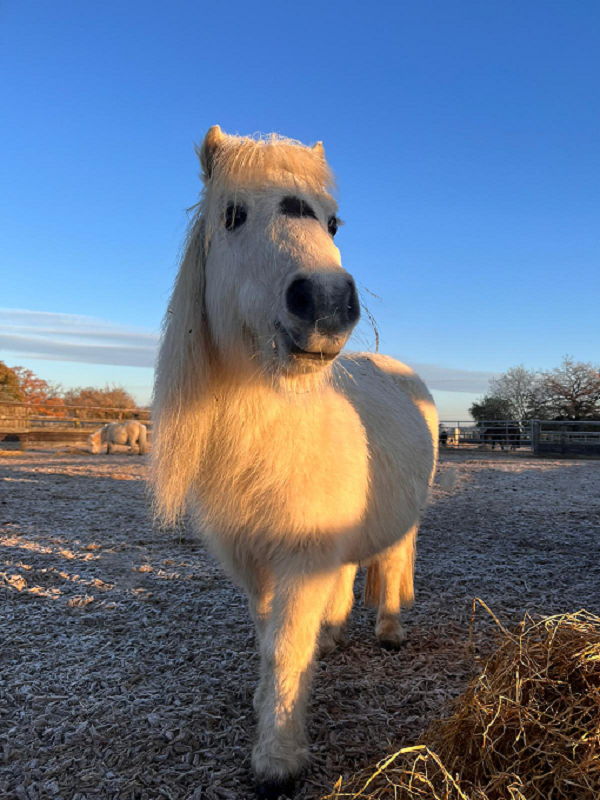 Winter draw winners announced! | Redwings Horse Sanctuary