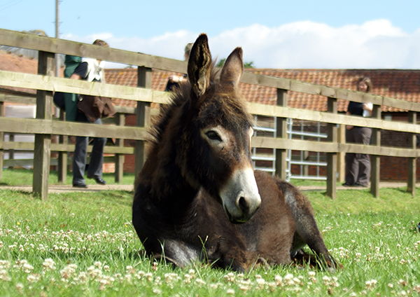 The horrors of Spindle Farm | Redwings Horse Sanctuary