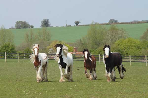 Thank you for supporting the Control Of Horses Act | Redwings Horse ...
