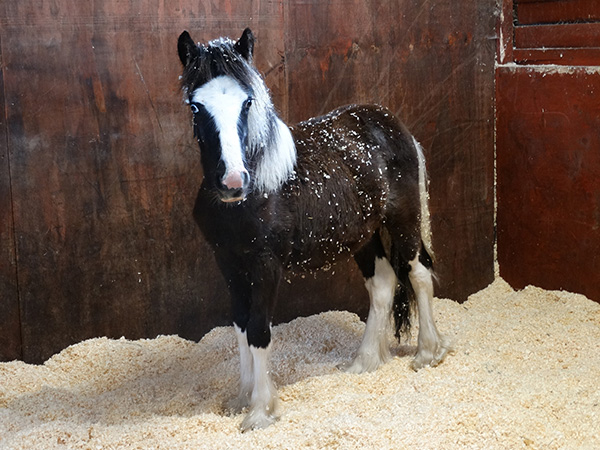 Young pony dumped on roadside now safe at Redwings | Redwings Horse ...