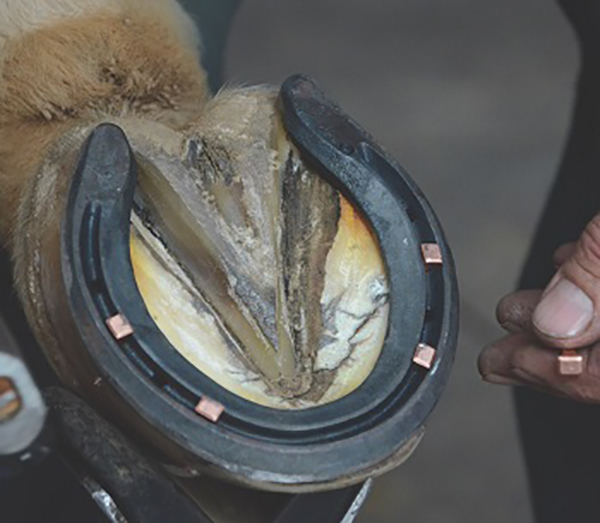 New online course launched for farriers | Redwings Horse Sanctuary