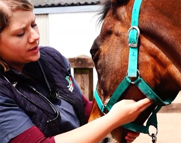 How to take your horse's pulse | Redwings Horse Sanctuary