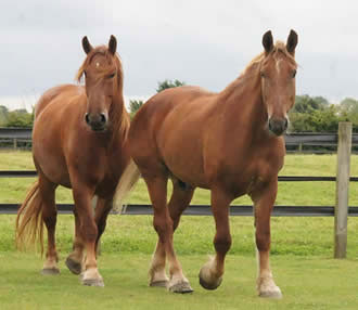Handling heavy horses | Redwings Horse Sanctuary