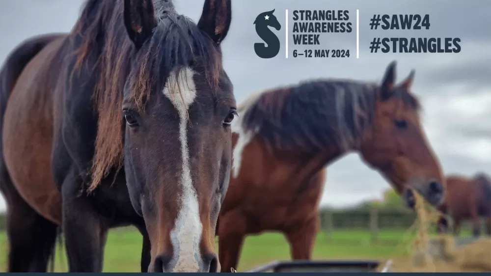 Strangles Awareness Week 2023 | Redwings Horse Sanctuary