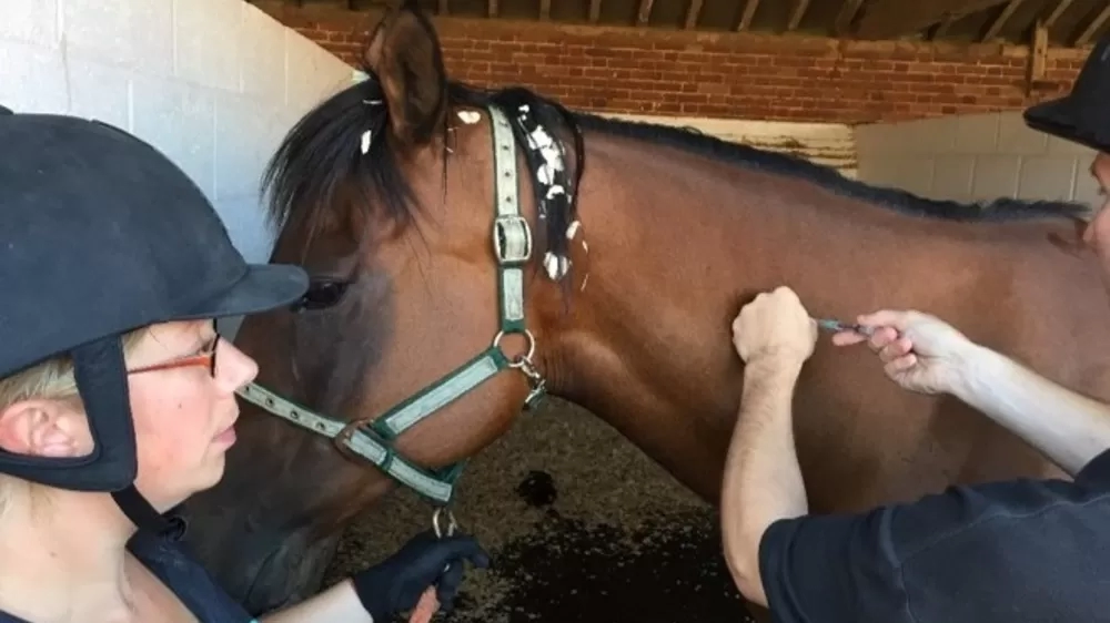 Your horse deserves the BEST: Boost immunity with Strangles vaccination ...