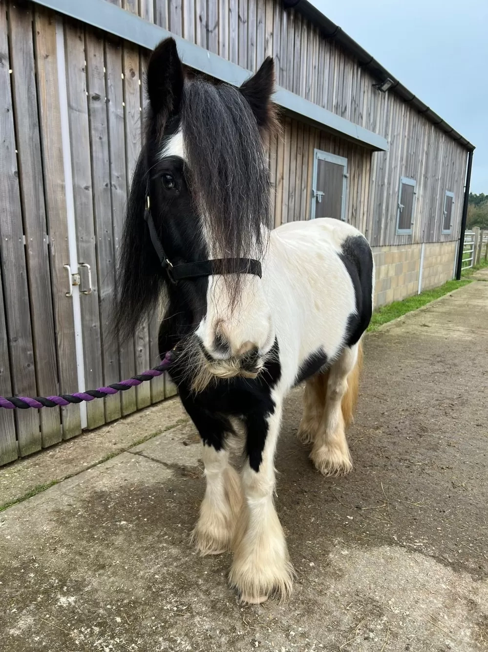 Ridden horses | Redwings Horse Sanctuary