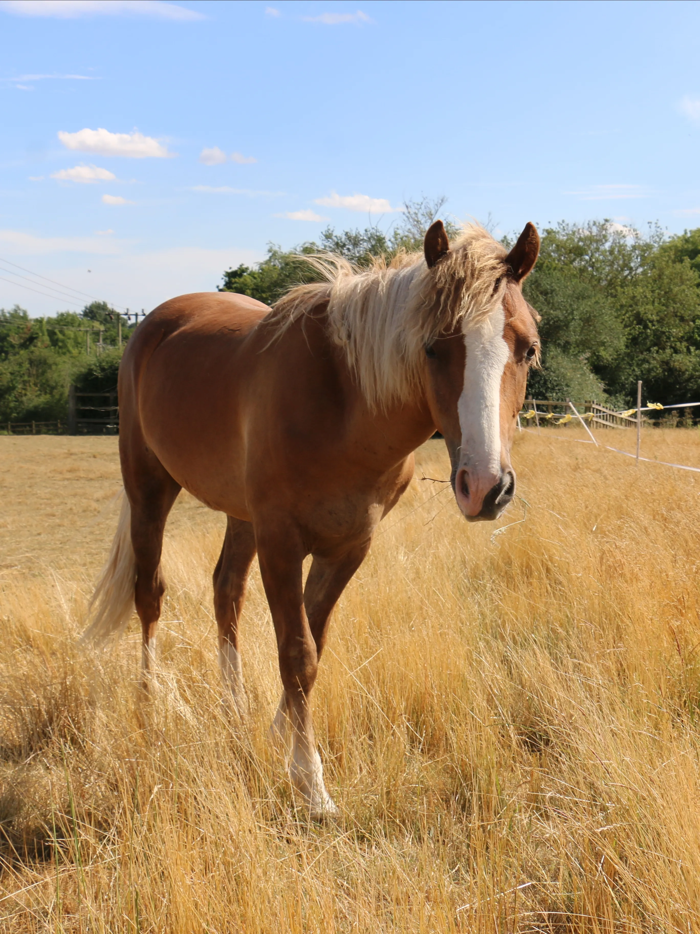 Farrier-influencer Sam Wolfenden joins Redwings as a charity Ambassador ...